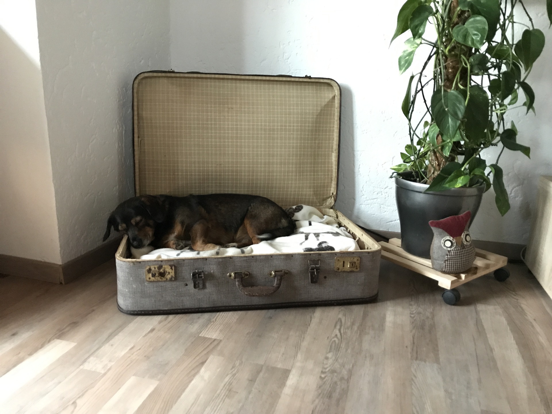 Moving house checklist for your dog - Vet Help Direct