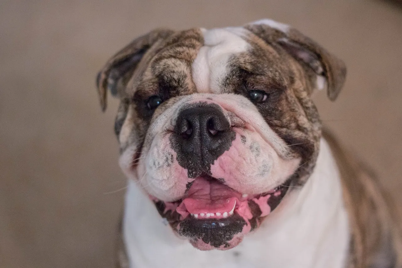 Are Bulldogs dangerous as pets? - Vet Help Direct