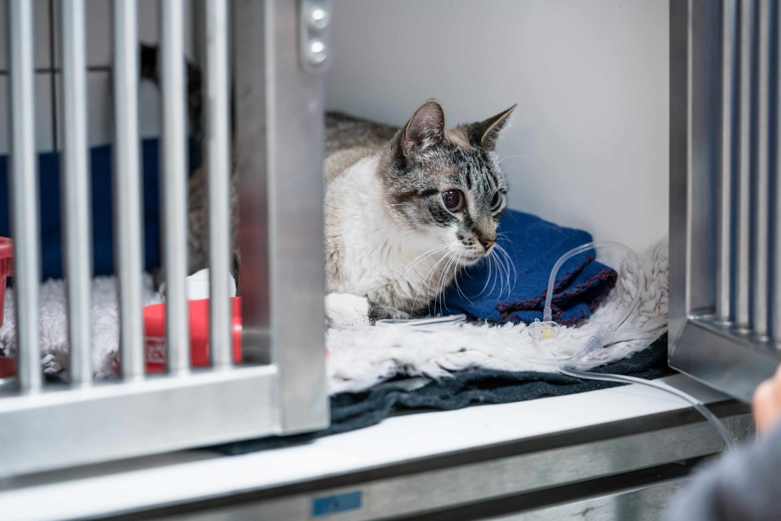 Can cats get anaphylactic shock? - Vet Help Direct