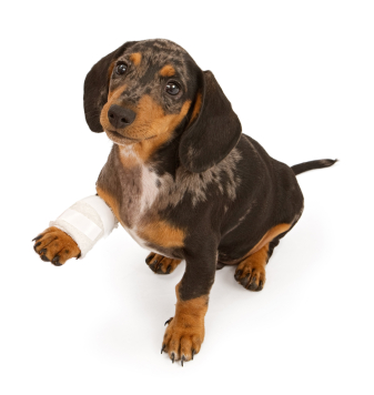 The importance of moist healing in animal wounds - Vet Help Direct