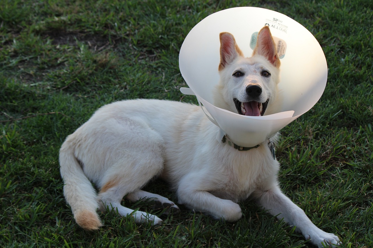 What to expect when your dog goes in to be spayed - Vet Help Direct