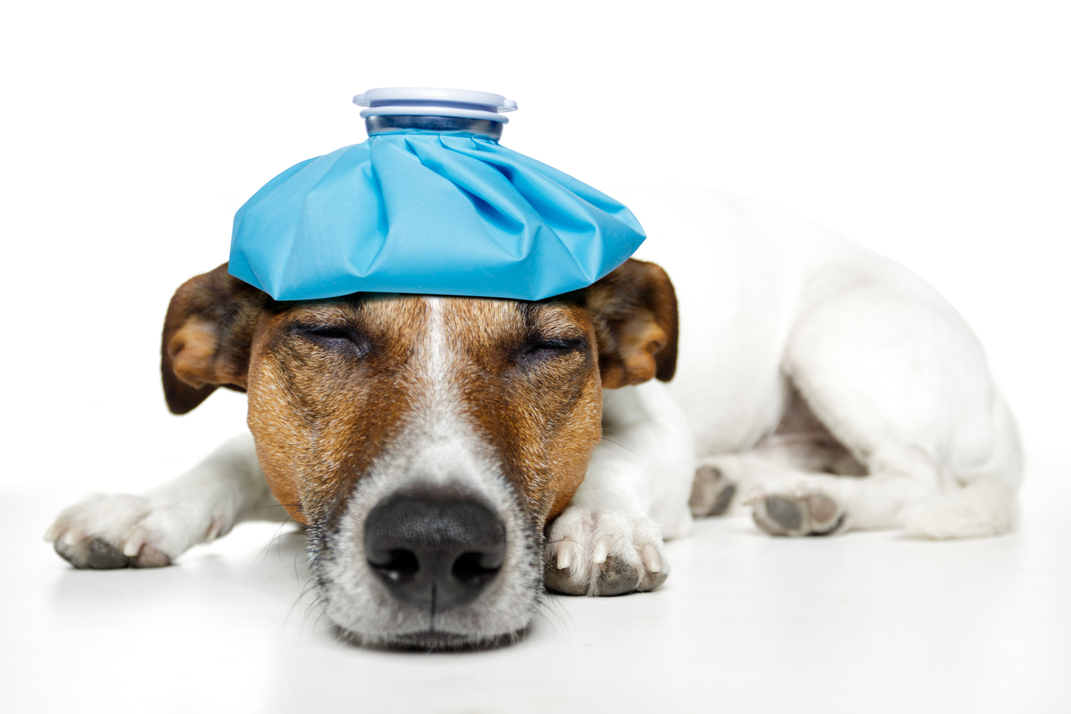 Why does my dog have a fever? - Vet Help Direct
