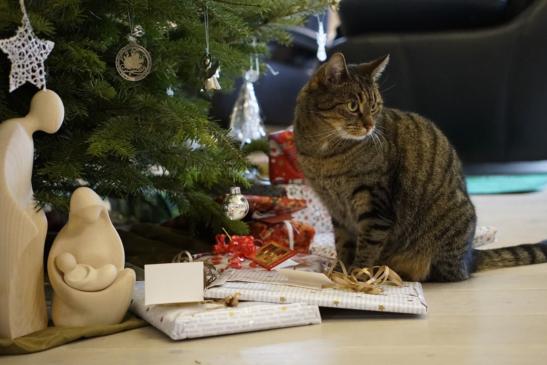 Do You Buy Your Pets a Present? - Vet Help Direct