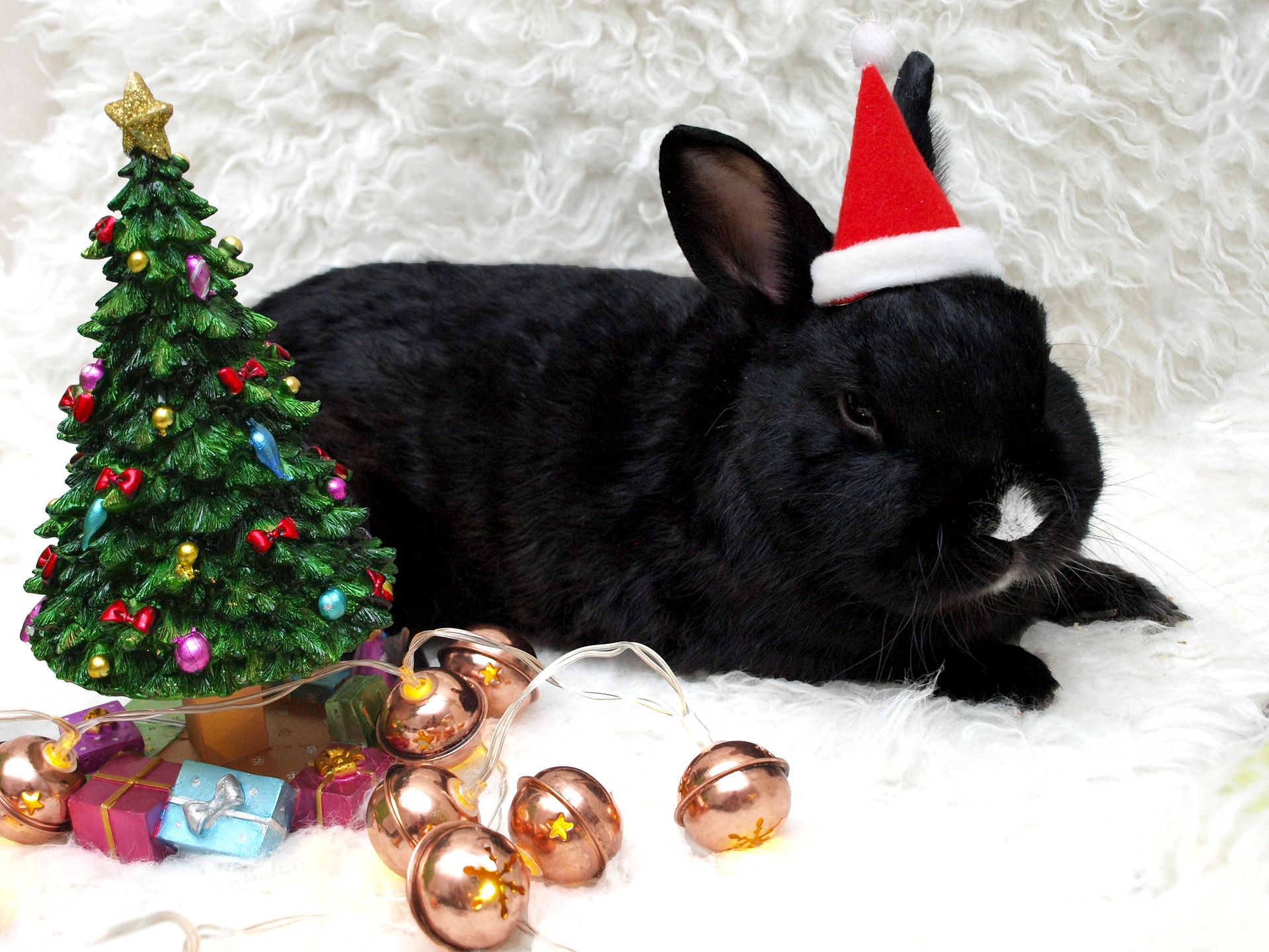 Top Christmas Presents for Rabbits in 2023 - Vet Help Direct
