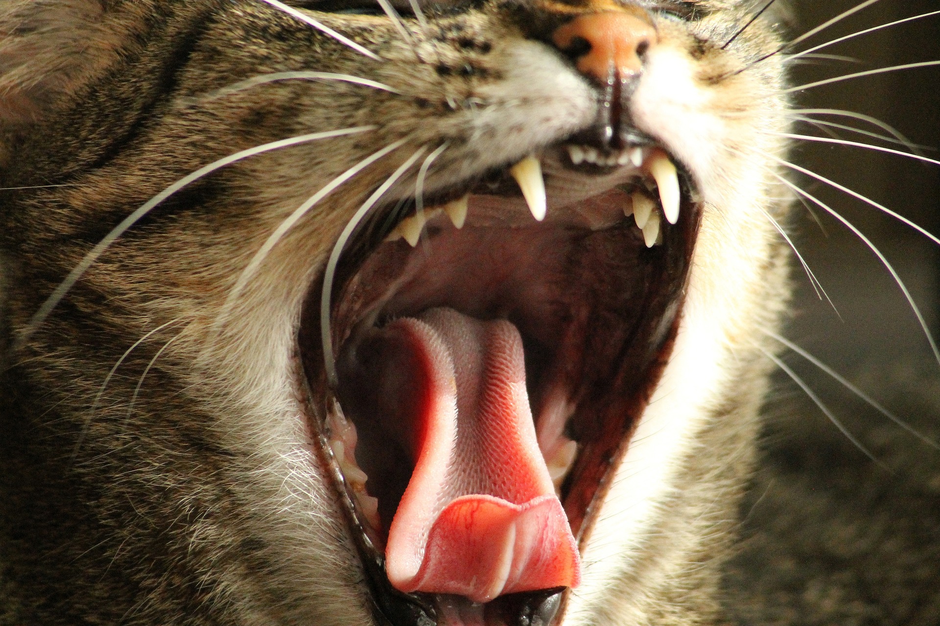 All About Tooth Root Abscesses In Cats Vet Help Direct