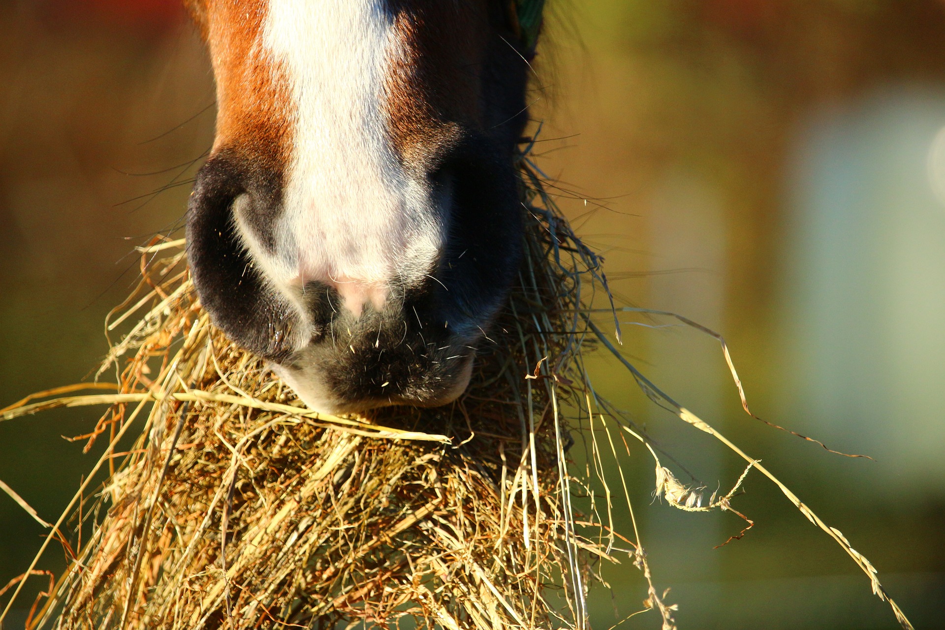 Soaked hay for horses and ponies - when is it worth it? - Vet Help Direct