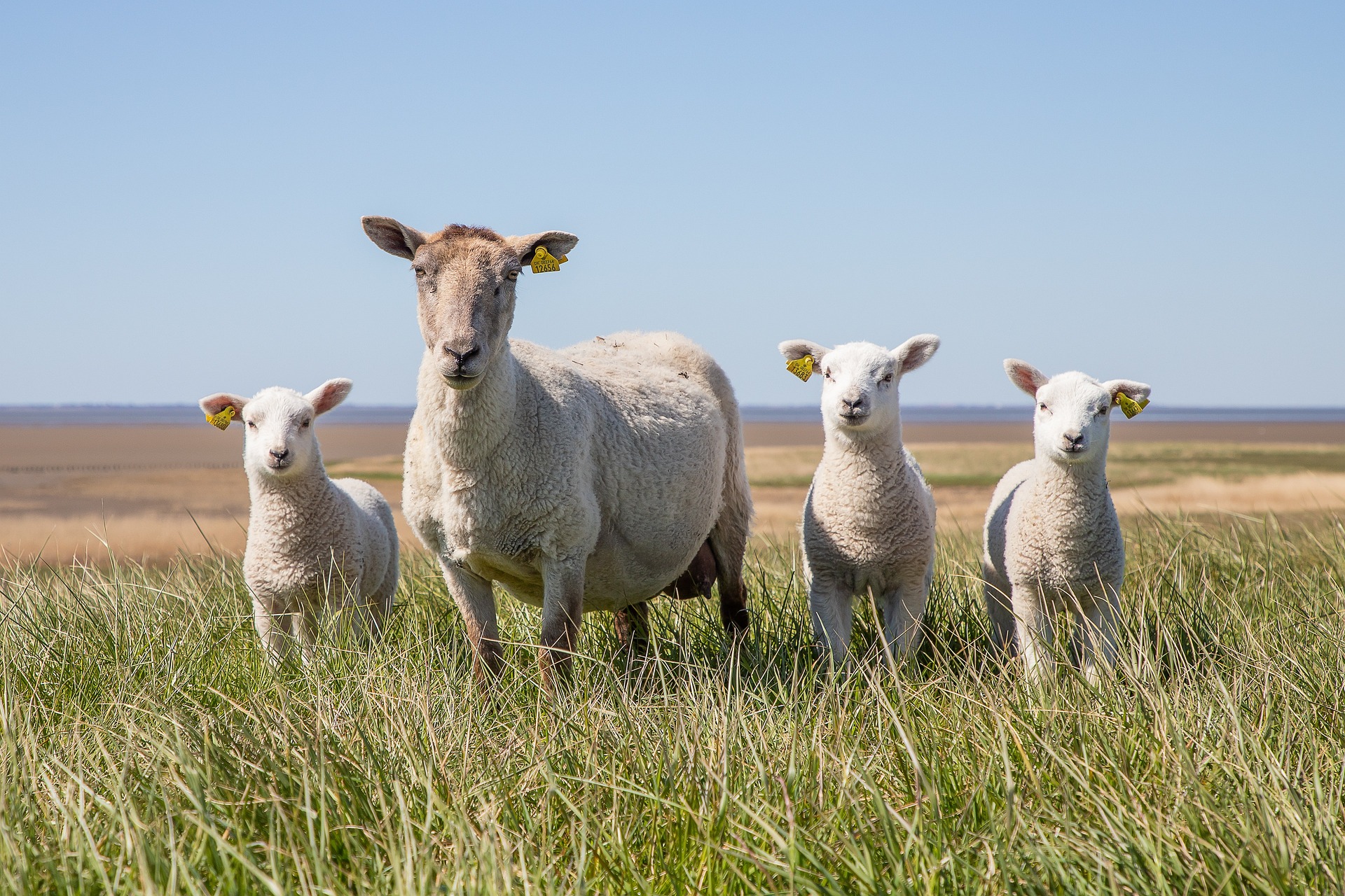 The importance of “mothering up” in sheep - Vet Help Direct