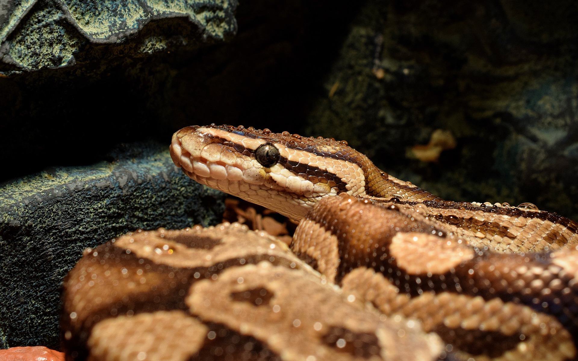What is the proper environment for a pet python? - Vet Help Direct
