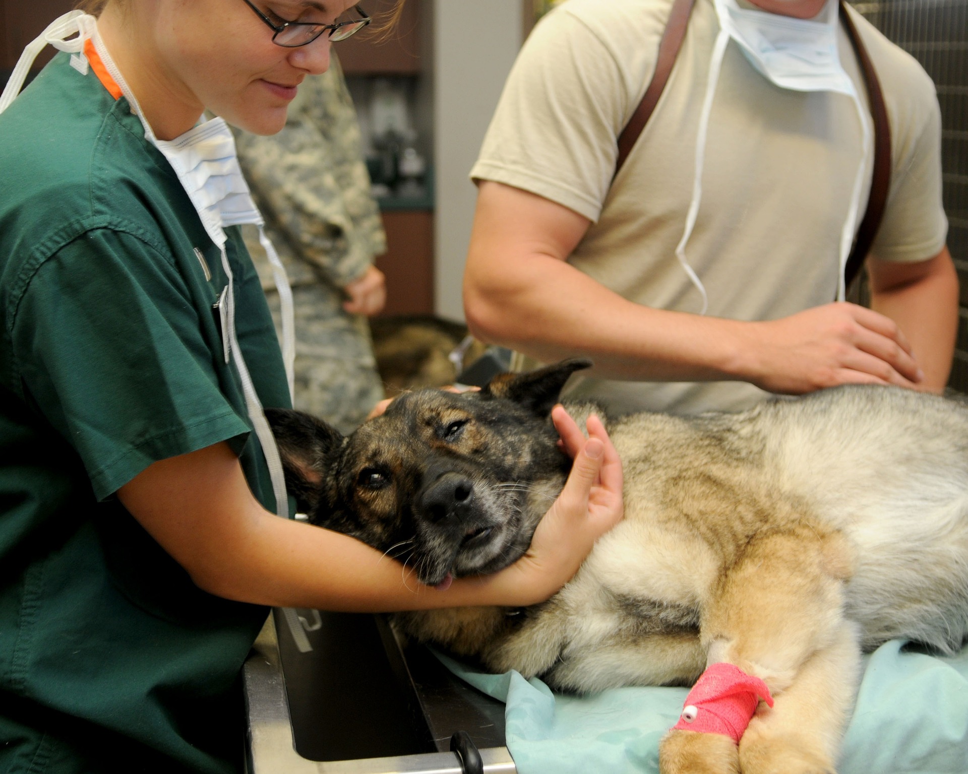 Am I eligible for charity vet care? - Vet Help Direct