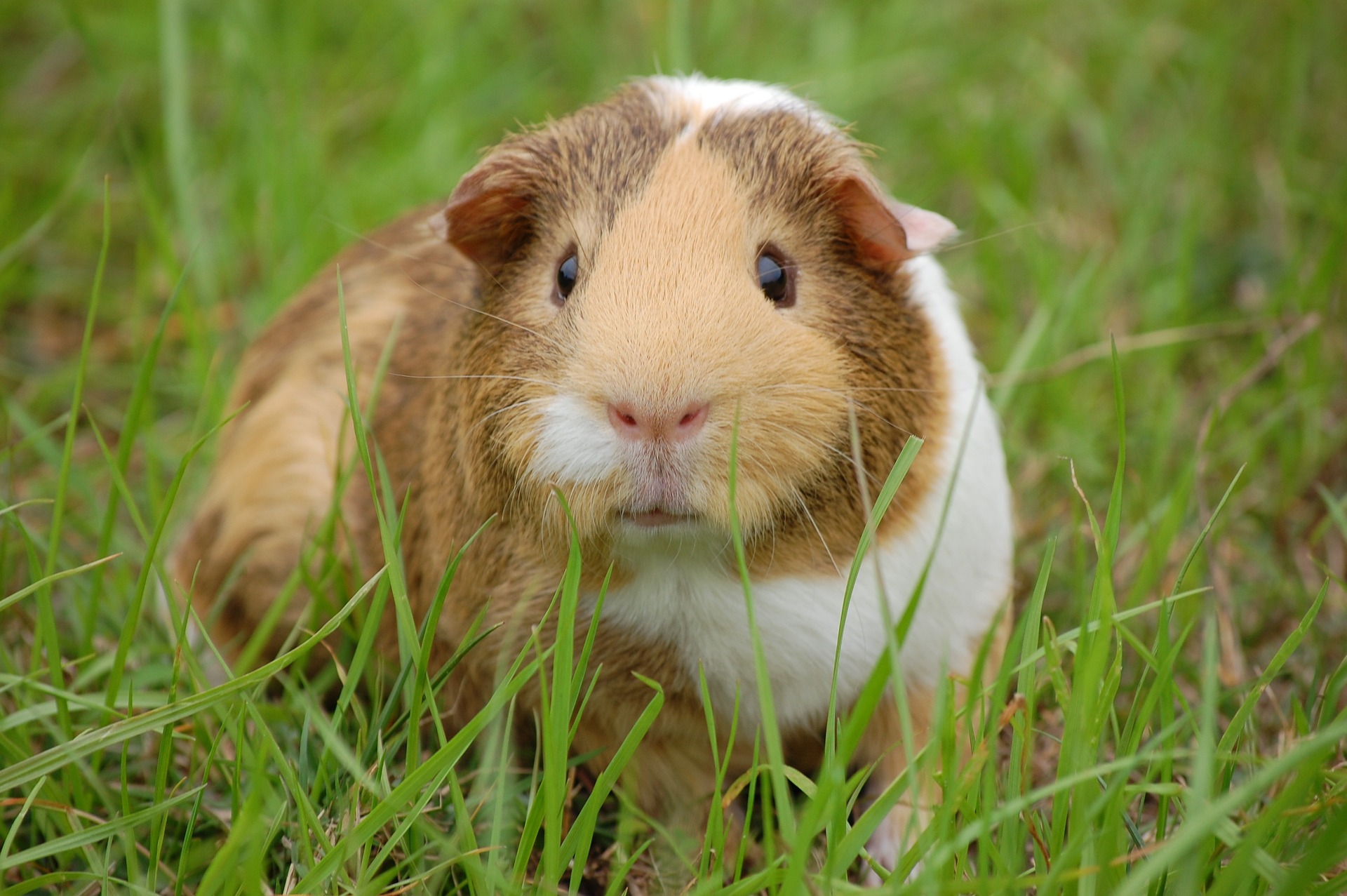 What can be done about bladder stones in guinea pigs? - Vet Help Direct