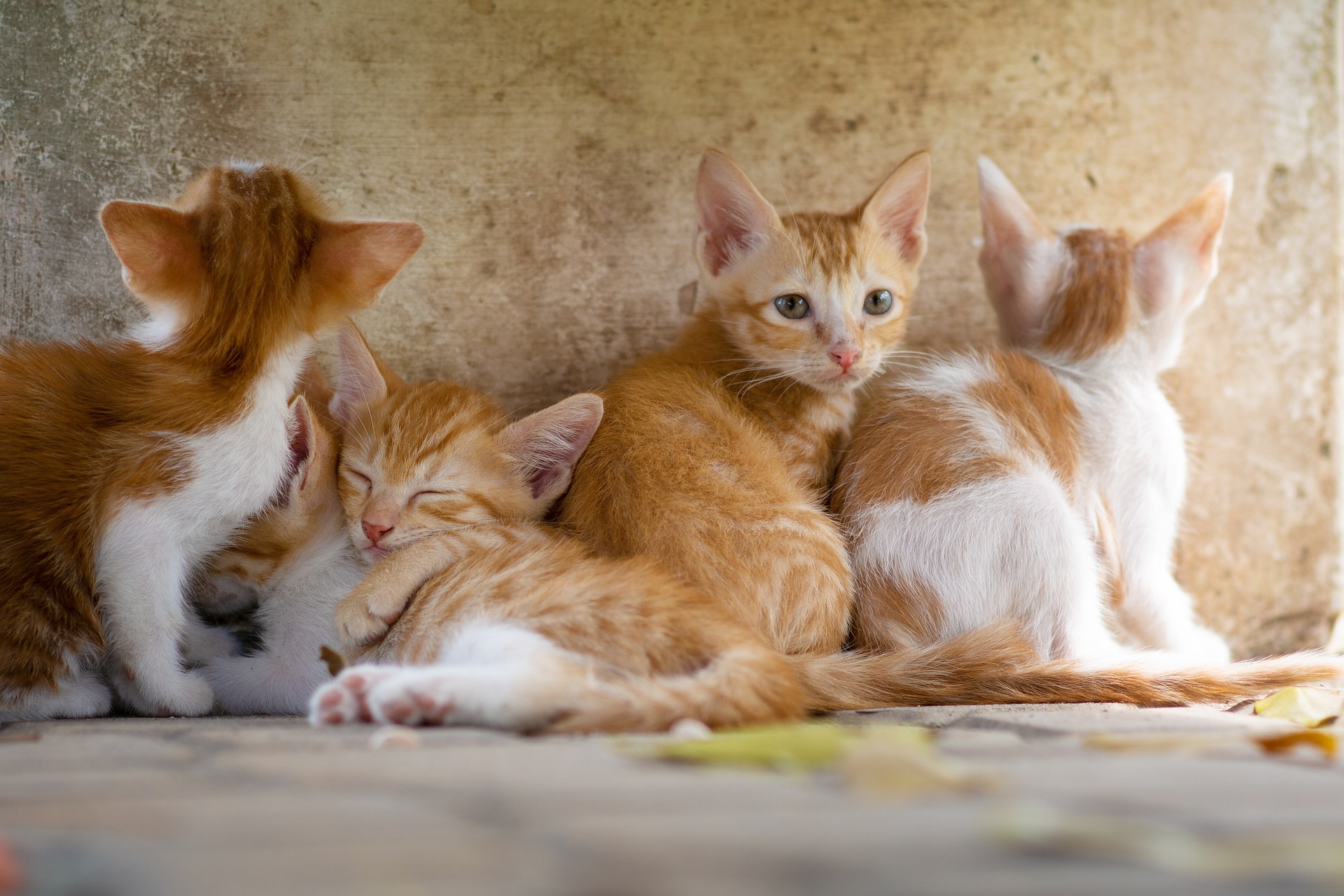 Which pedigree cats have the most health problems? - Vet Help Direct