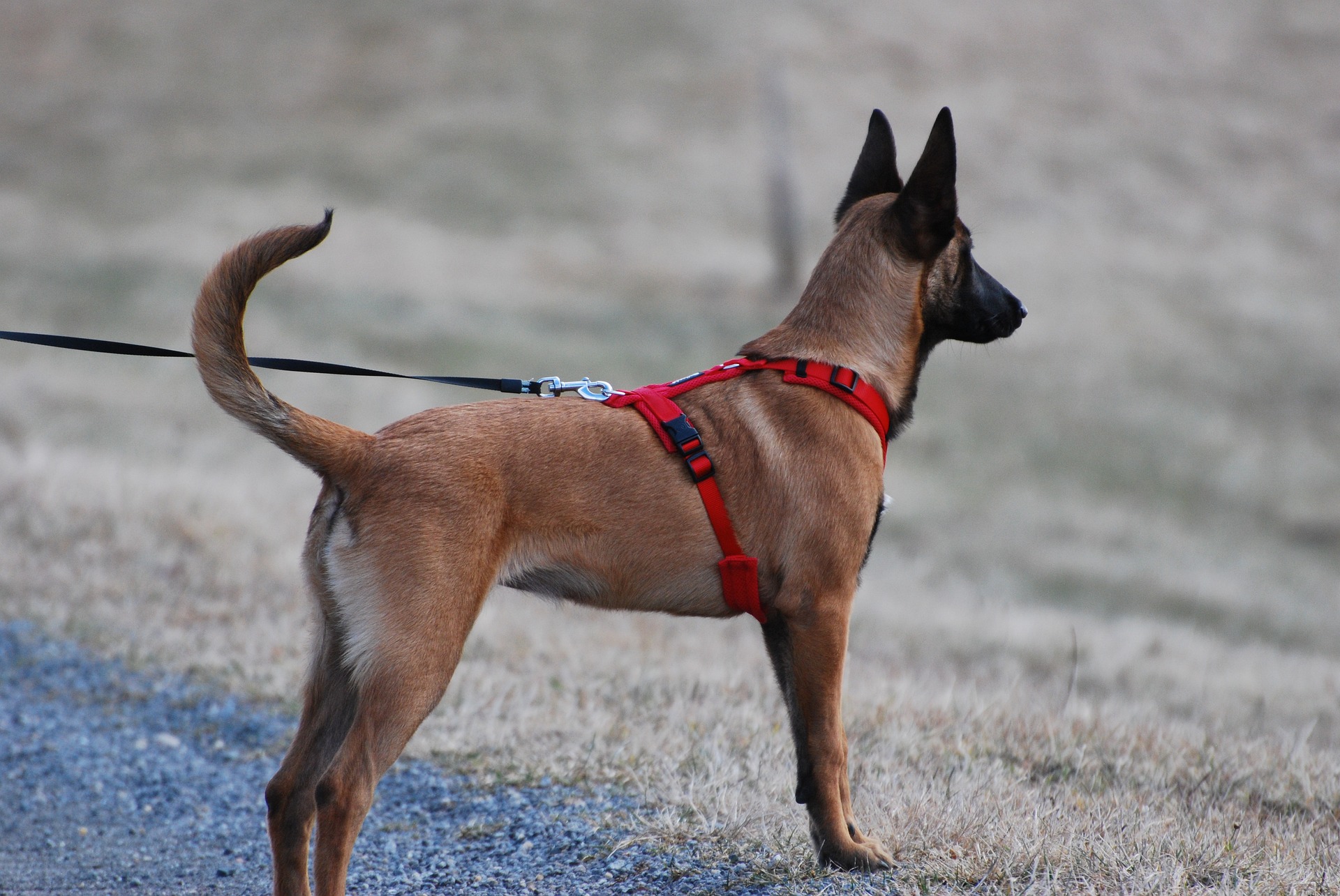 Exploring Different Types of Dog Harnesses for Every Activity - Vet ...