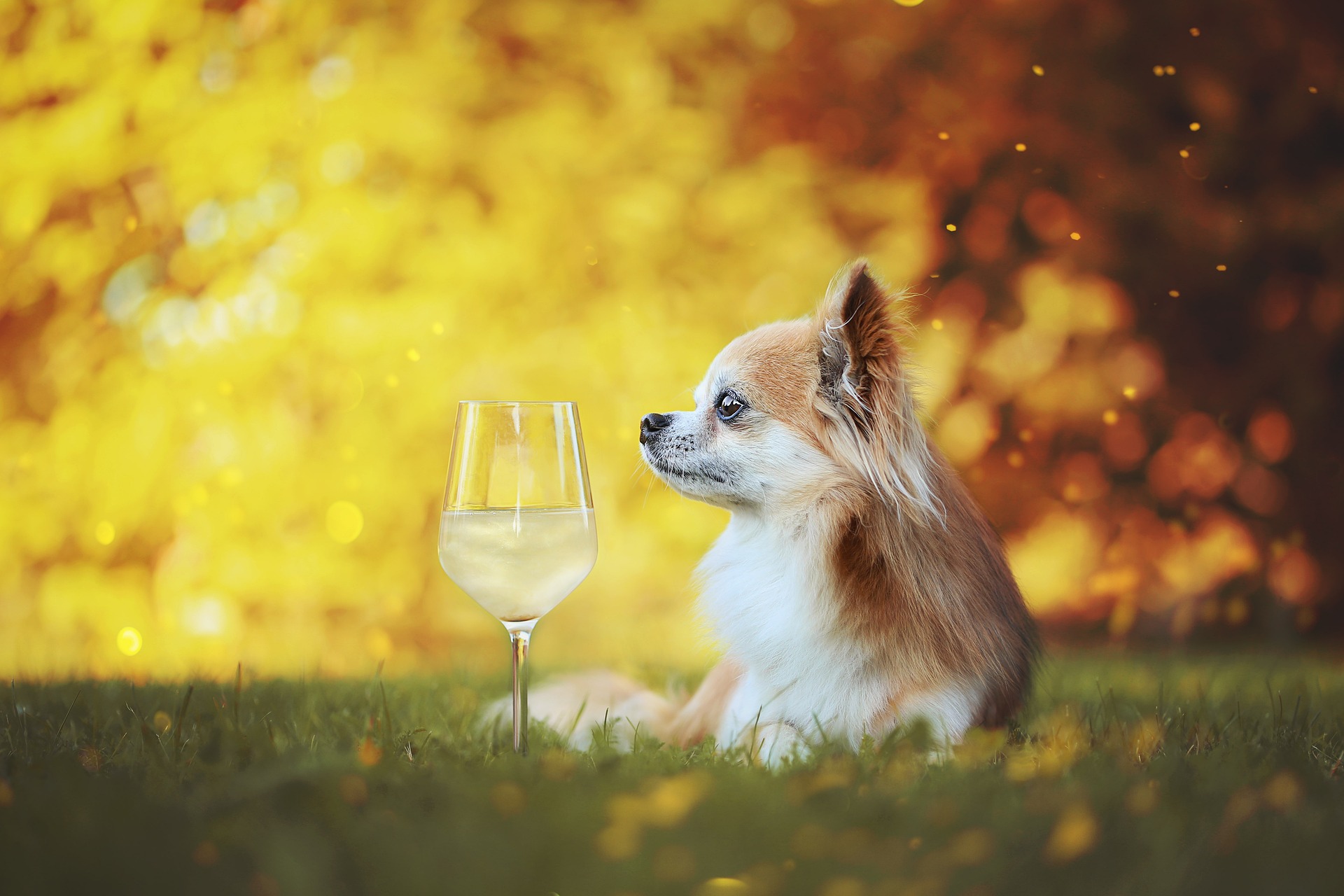 Alcohol toxicity in dogs and cats - Vet Help Direct