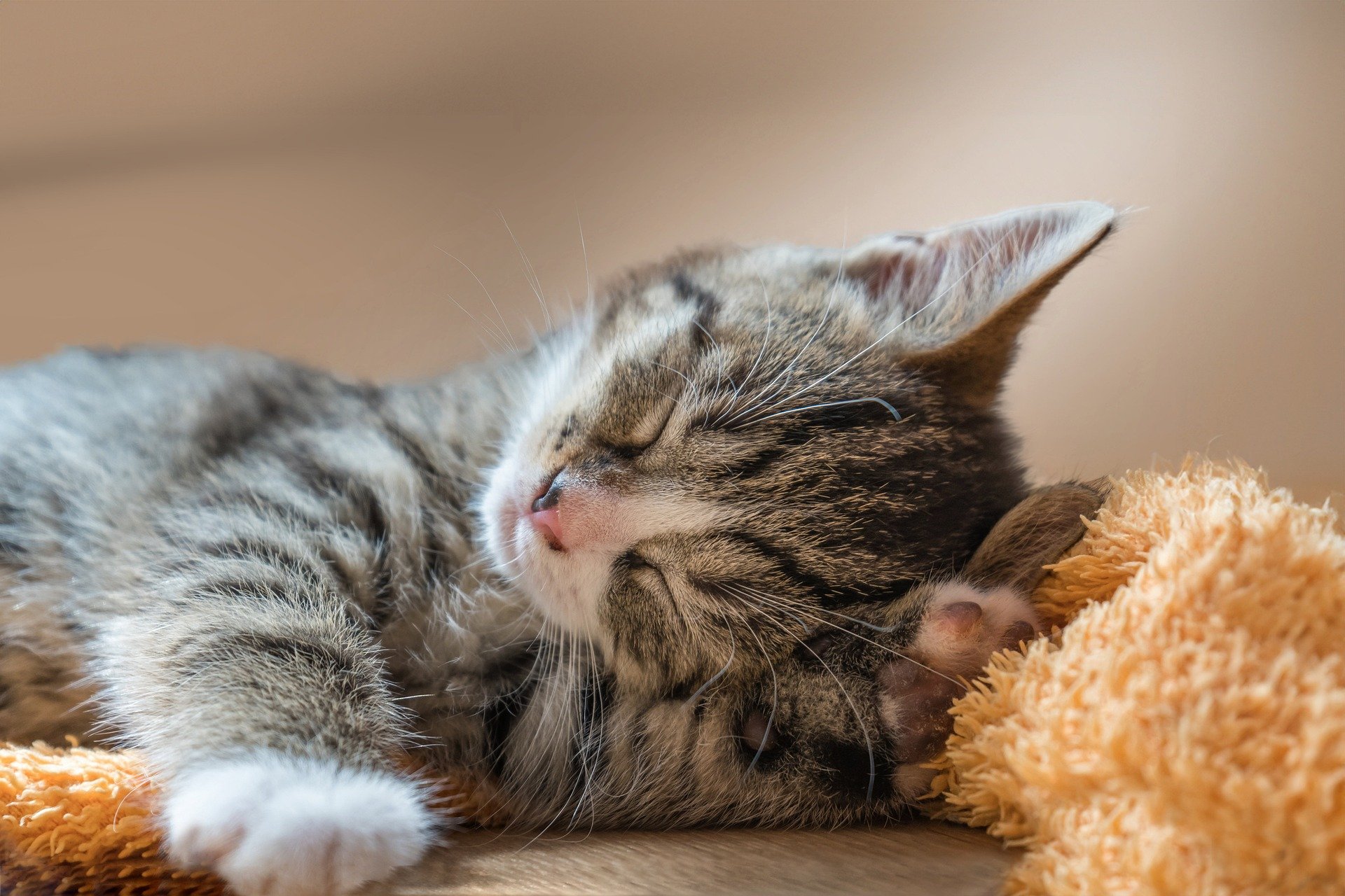 Why does my cat snore? - Vet Help Direct