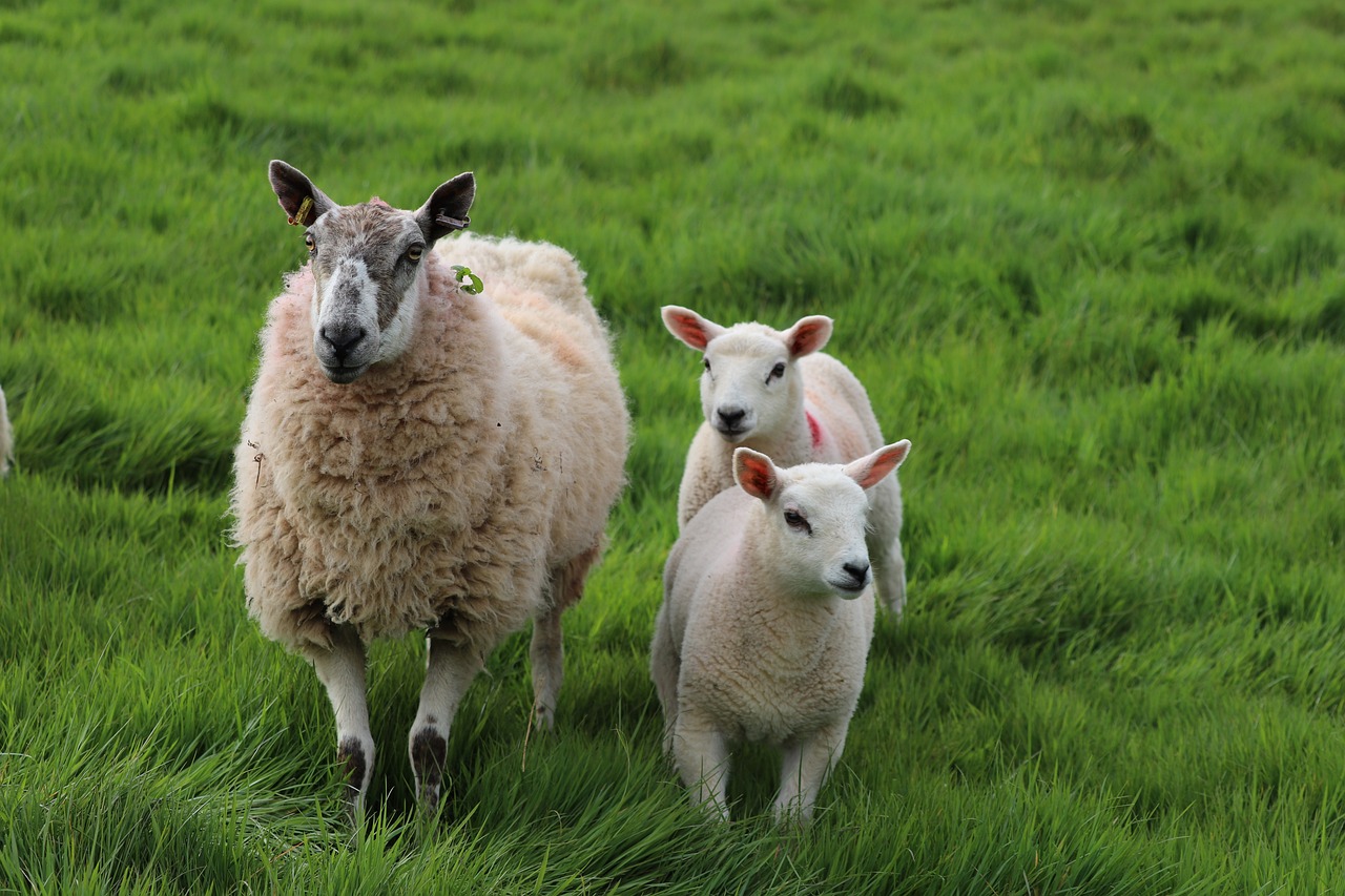 The Use of Artificial Breeding Techniques in Sheep and Cattle - Vet ...