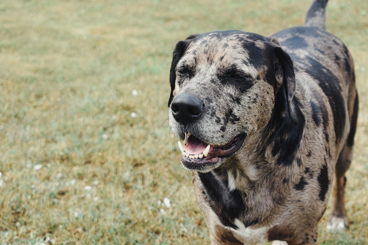 What is a Catahoula and do they make good pets? - Vet Help Direct