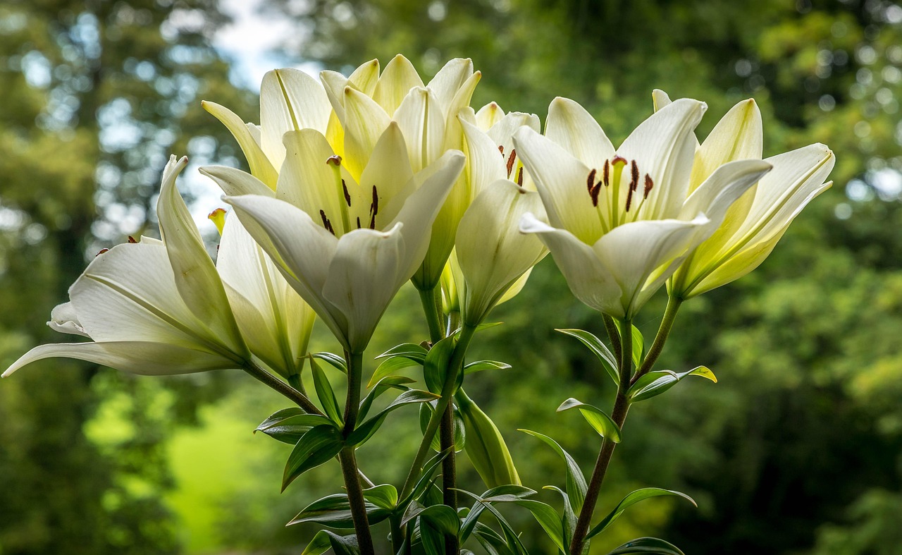 Lilies - 52% of owners still aren't aware that lilies are toxic to cats ...