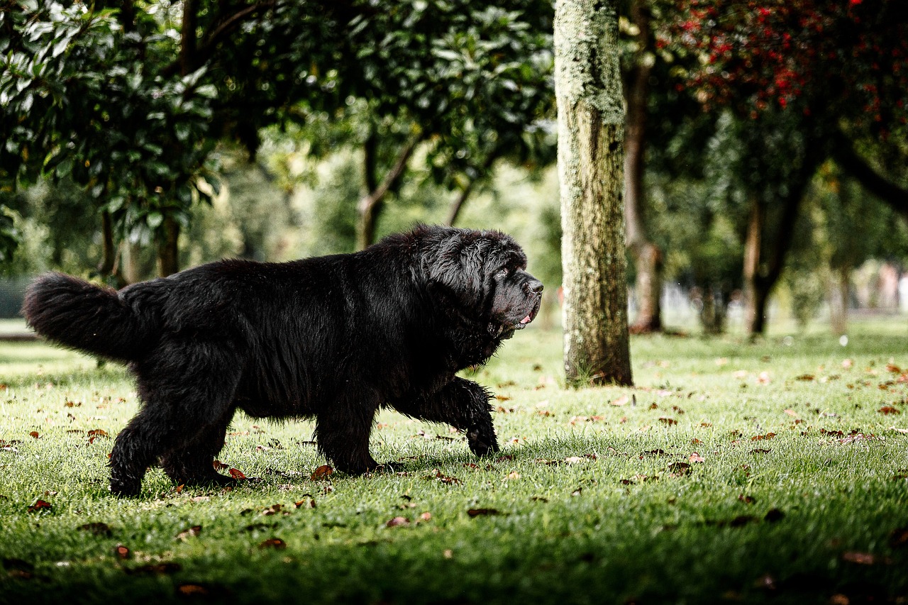 Do Newfoundland dogs make good family pets? - Vet Help Direct
