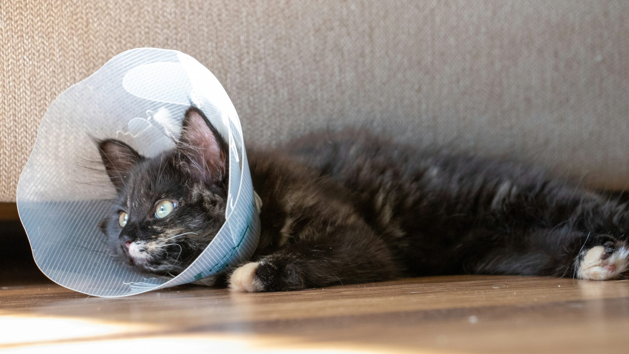 Is Castration Really a ‘Minor Surgery’ for a Cat? - Vet Help Direct