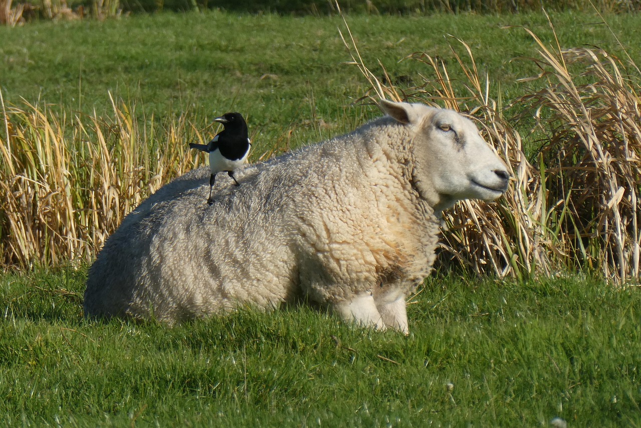 Bird Flu in Sheep – What's the Risk? - Vet Help Direct