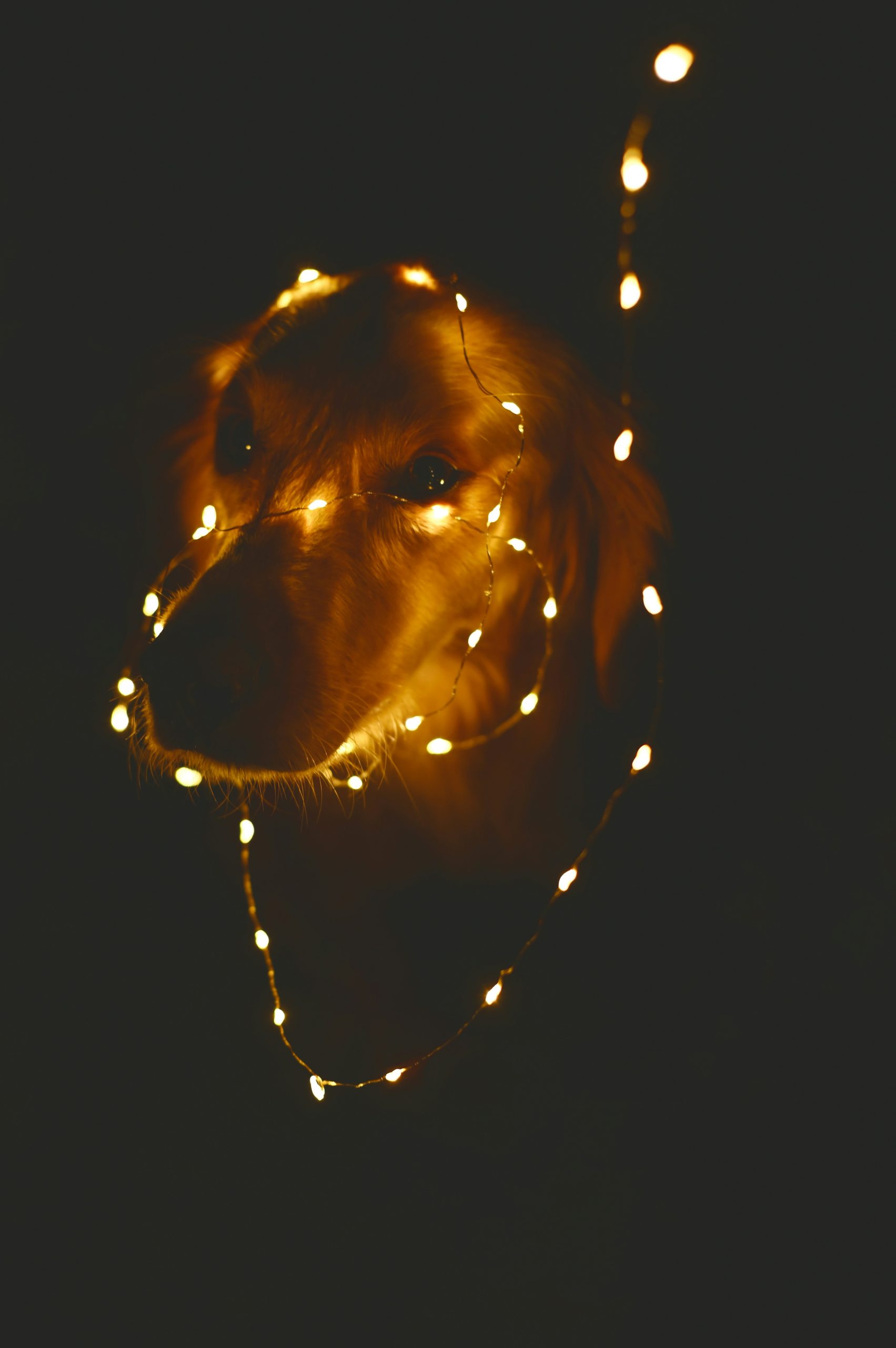 What should I do if my pet is electrocuted? - Vet Help Direct