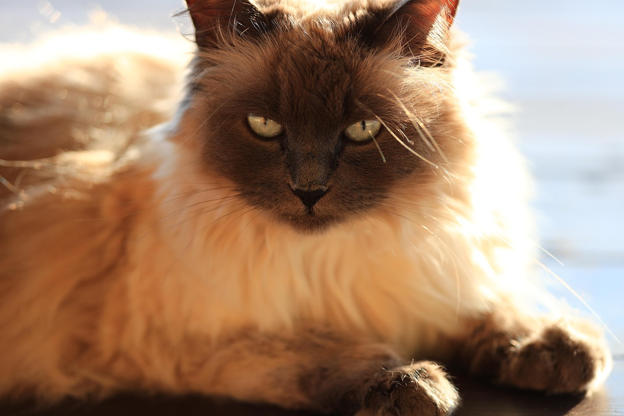 What is a Balinese cat, and do they make good pets? - Vet Help Direct