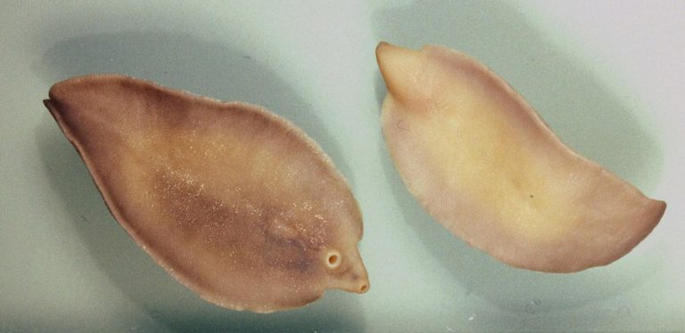Control of Liver Fluke on Smallholdings and Farms - Vet Help Direct