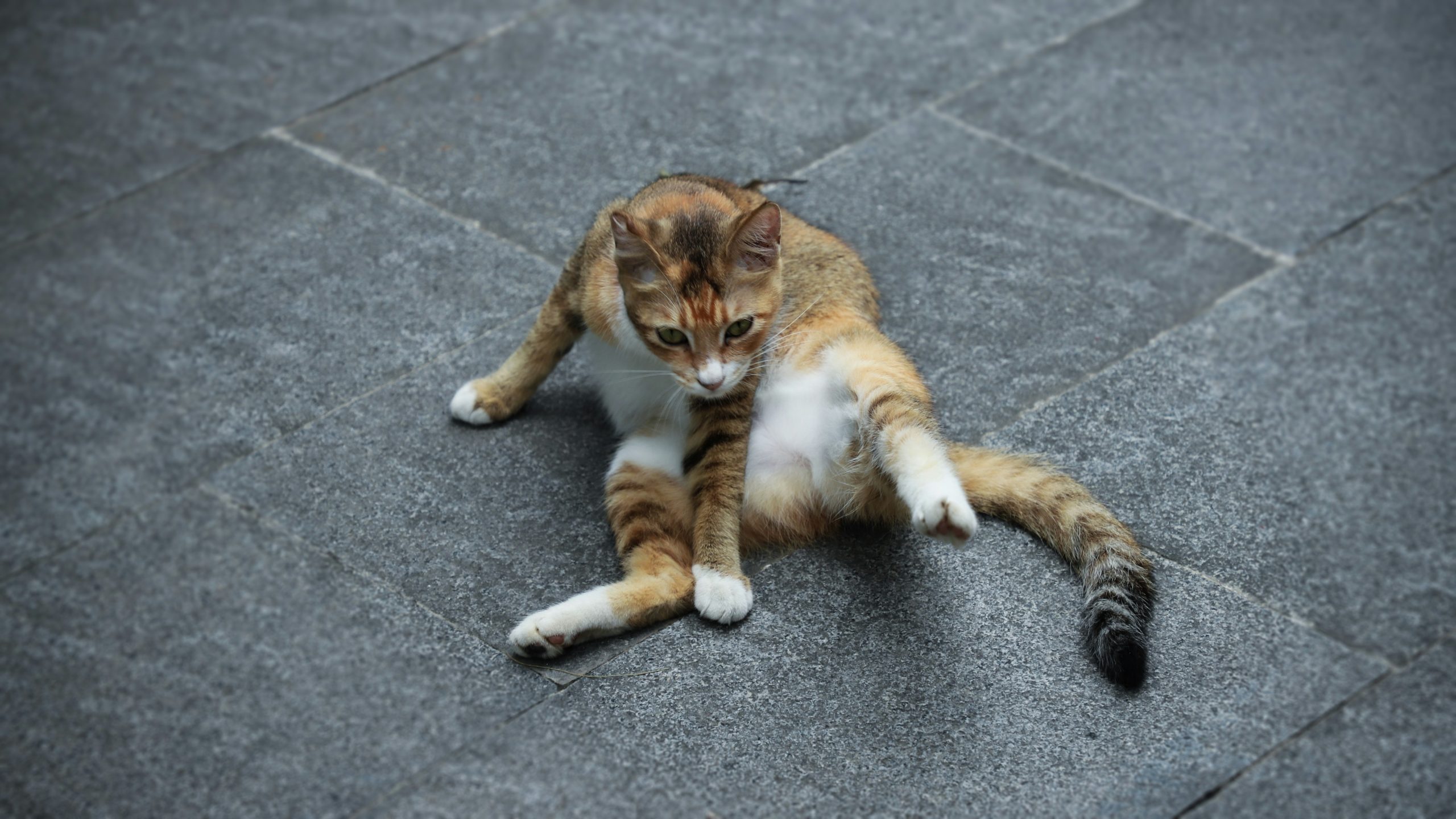 Neutered or not dropped? All about retained testicles in cats - Vet ...